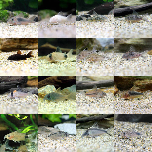 コリから目線でモノを言う vol.1 フィルター選び | AQUALASSIC