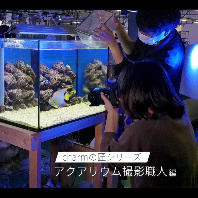 AQUALASSIC（アクアラシック） | ページ 13