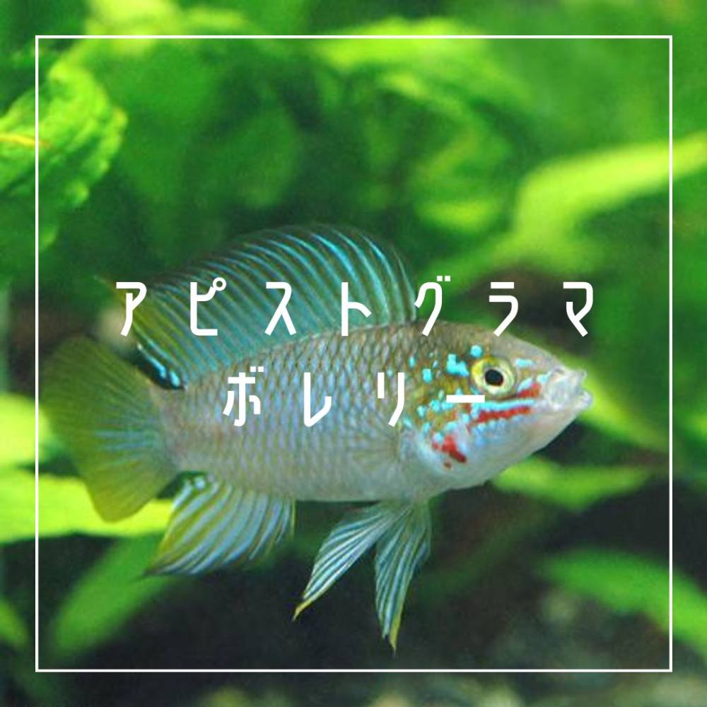 アピストグラマの世界 | AQUALASSIC