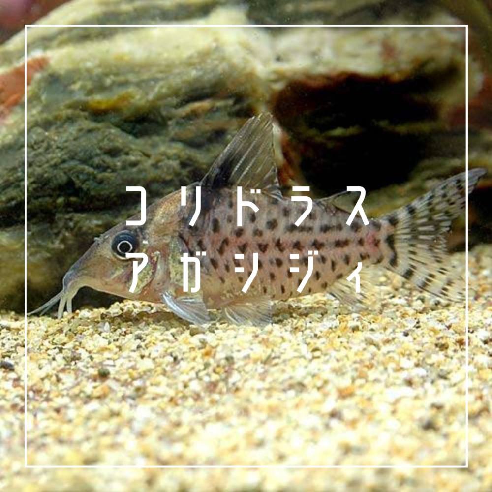 AQUALASSIC（アクアラシック） | ページ 9