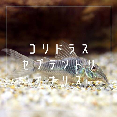 AQUALASSIC（アクアラシック） | ページ 8