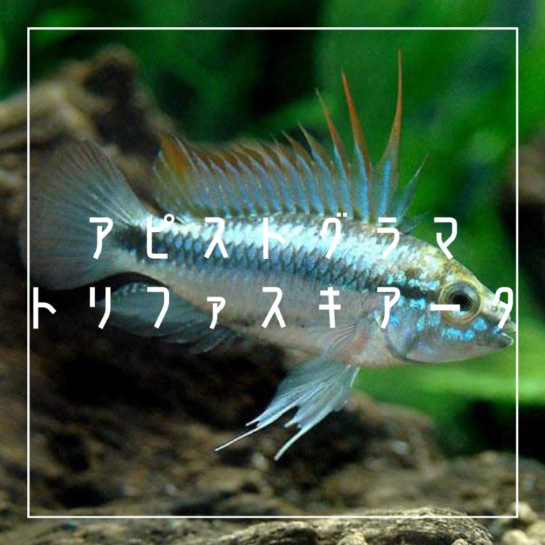 超アピストグラマ大図鑑 | AQUALASSIC