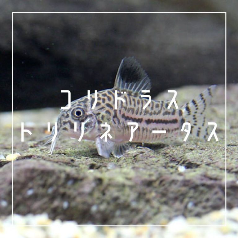 超コリドラス大図鑑 | AQUALASSIC