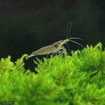 トロピカルシュリンプ | AQUALASSIC