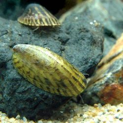 フネアマ貝は貝類No.1コケ除去職人！ | AQUALASSIC