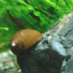 水槽内のスイーパー・カバクチカノコ貝 | AQUALASSIC