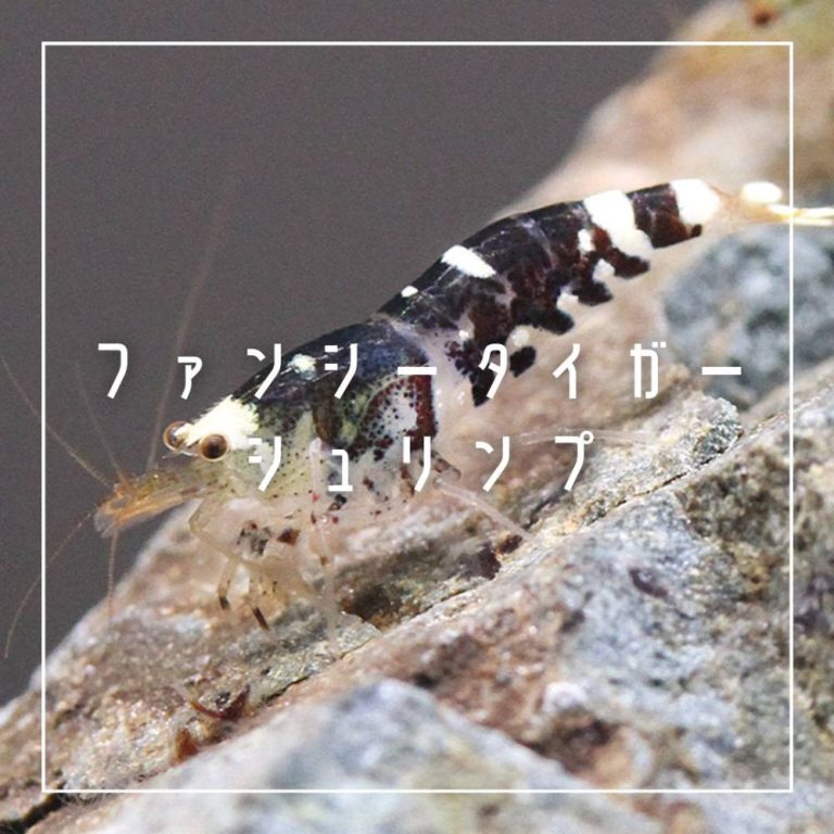 ブラックダイヤシュリンプ ゴールデンアイ | AQUALASSIC