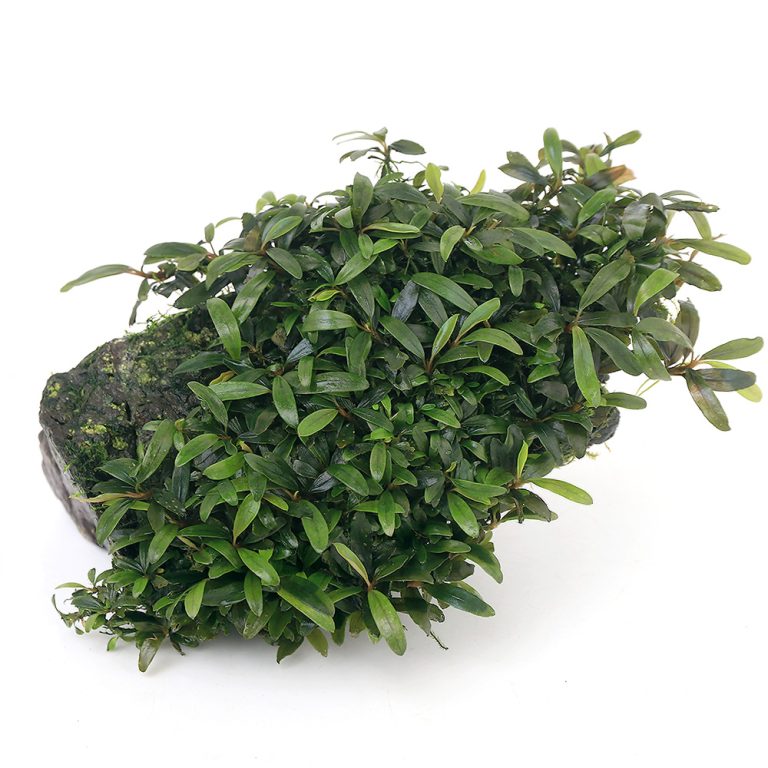 コリから目線でモノを言う vol.4 コリドラス水槽で楽しむ水草 | AQUALASSIC