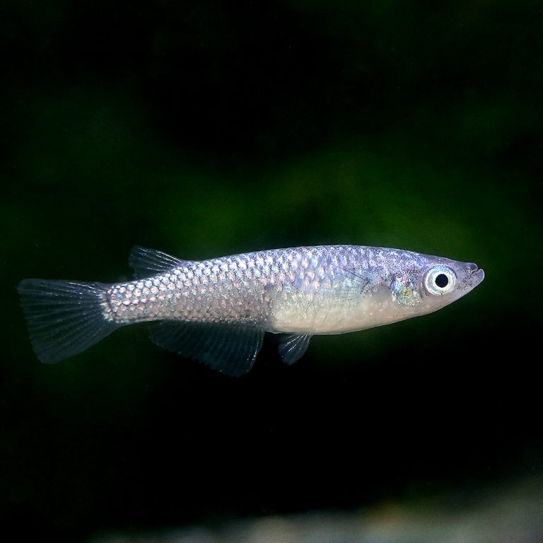 底床の選び方 | AQUALASSIC