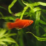 プラティ＜熱帯魚解説＞ | AQUALASSIC