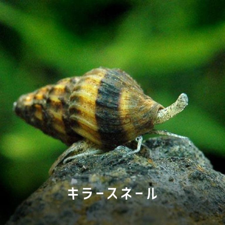 スネールハンター・キラースネール | AQUALASSIC