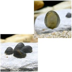 フネアマ貝は貝類No.1コケ除去職人！ | AQUALASSIC