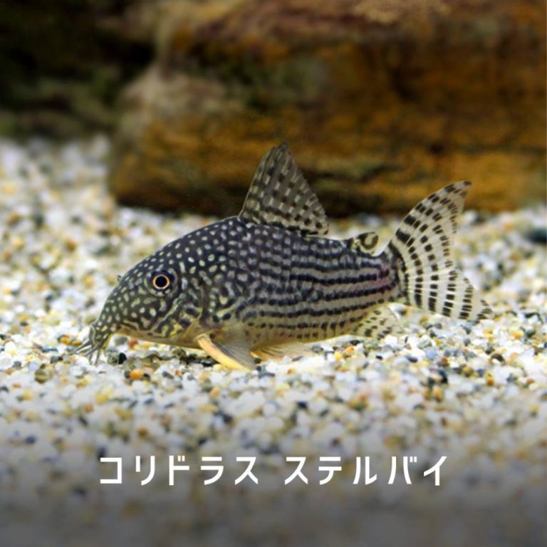 コリドラスの世界 | AQUALASSIC