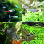 小型カラシン（テトラ）の世界 | AQUALASSIC