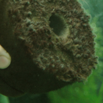 リン・リン酸について | AQUALASSIC