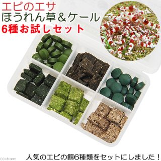 ビーシュリンプがエサを食べない＜答えて！チャーム先生＞ | AQUALASSIC