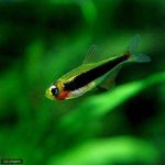 コリから目線でモノを言う vol.13 ネグロ川のコリドラス | AQUALASSIC