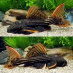 プレコのヒレが裂けちゃった＜答えて！チャーム先生＞ | AQUALASSIC