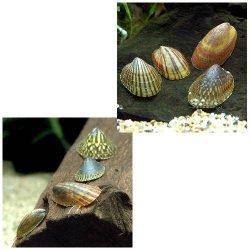 フネアマ貝は貝類No.1コケ除去職人！ | AQUALASSIC