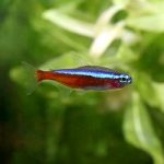 コリから目線でモノを言う vol.13 ネグロ川のコリドラス | AQUALASSIC