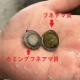 フネアマ貝は貝類No.1コケ除去職人！ | AQUALASSIC