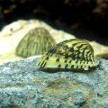 フネアマ貝は貝類No.1コケ除去職人！ | AQUALASSIC