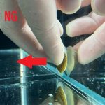 フネアマ貝は貝類No.1コケ除去職人！ | AQUALASSIC