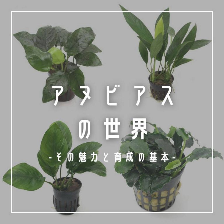 ゼロから解説！アヌビアスナナの育て方とコケ対策 | AQUALASSIC
