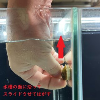 フネアマ貝は貝類No.1コケ除去職人！ | AQUALASSIC