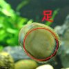 フネアマ貝は貝類No.1コケ除去職人！ | AQUALASSIC