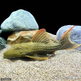 プレコのヒレが裂けちゃった＜答えて！チャーム先生＞ | AQUALASSIC