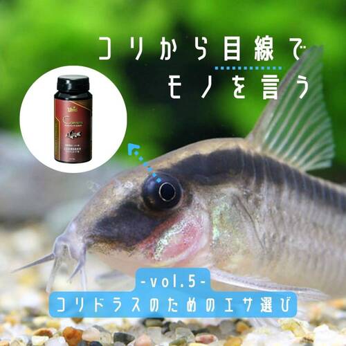 コリから目線でモノを言う vol.7 コリドラスとコケ対策 | AQUALASSIC