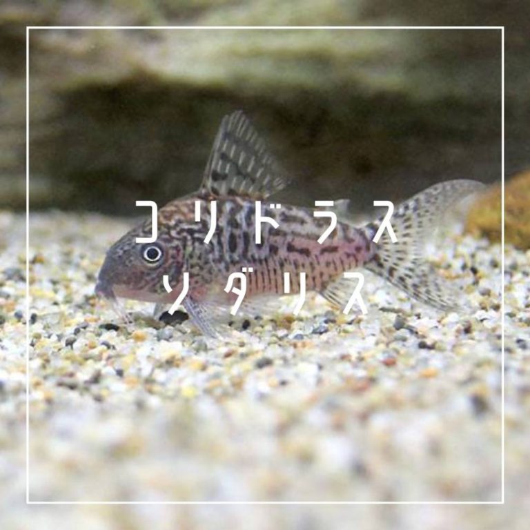 超コリドラス大図鑑 | AQUALASSIC