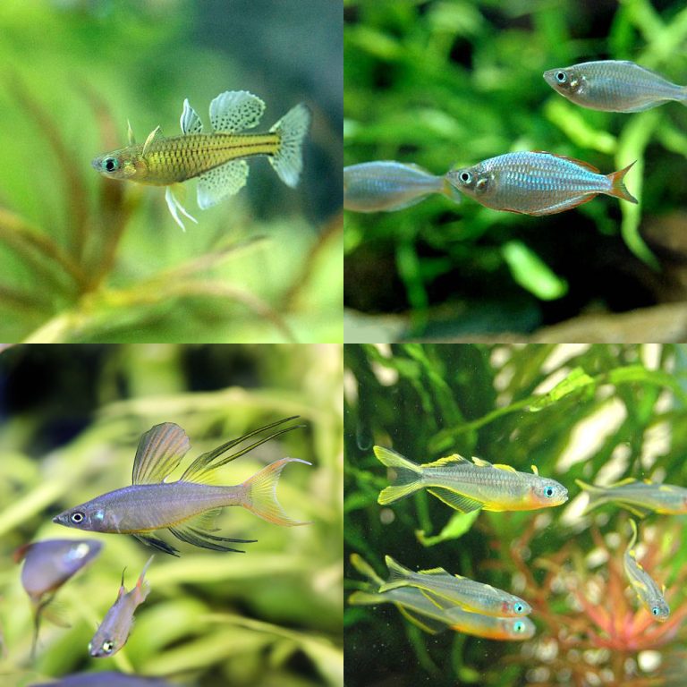 レインボーフィッシュの世界 | AQUALASSIC