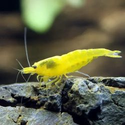 レッドファイアー・シュリンプ | AQUALASSIC