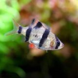 コリから目線でモノを言う vol.18 ヒレが伸び～るコリドラス | AQUALASSIC