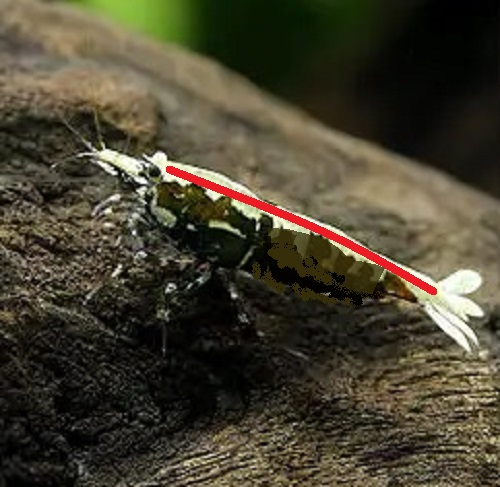 フィッシュボーン・シュリンプ | AQUALASSIC