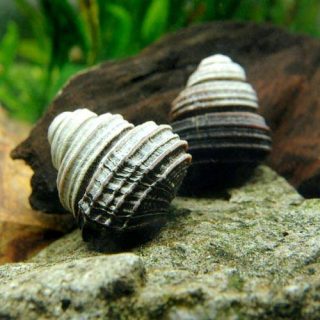 色彩鮮やかな貝 イエローラビット・スネール | AQUALASSIC