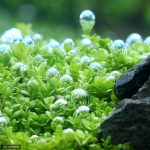 小型水槽に使える水草10選 | AQUALASSIC