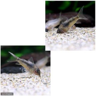 コリから目線でモノを言う vol.7 コリドラスとコケ対策 | AQUALASSIC