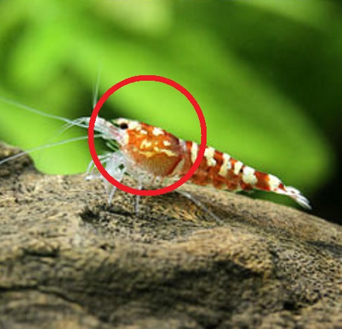 フィッシュボーン・シュリンプ | AQUALASSIC