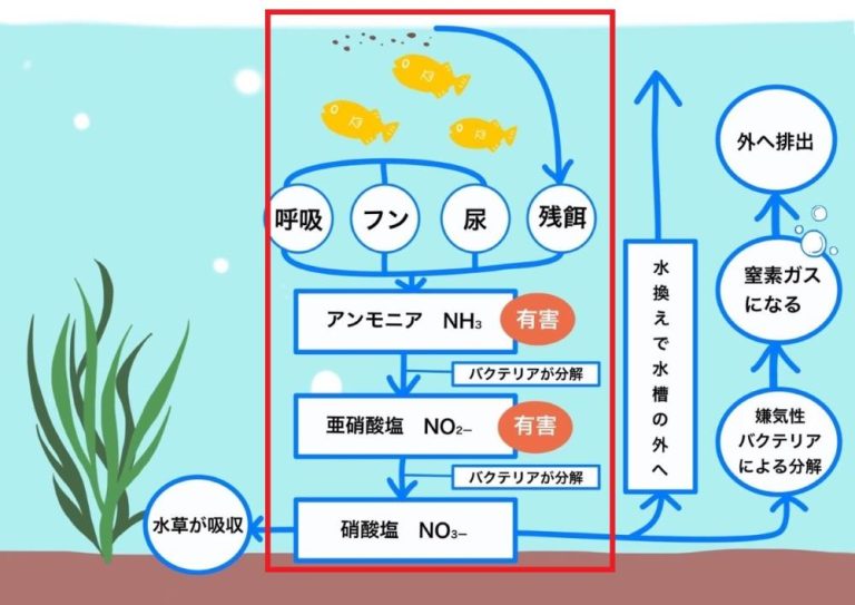 水質浄化に欠かせないバクテリアを知る | AQUALASSIC