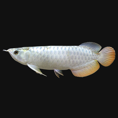 レッドテール・キャット | AQUALASSIC