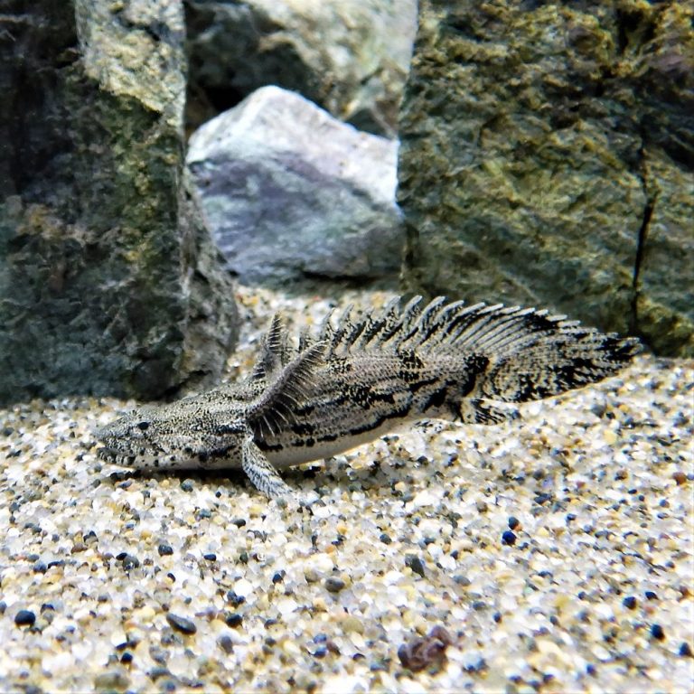 ポリプテルス・エンドリケリー | AQUALASSIC