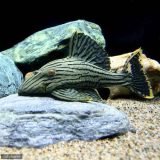 ロイヤルプレコ | AQUALASSIC