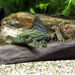 ロイヤルプレコ | AQUALASSIC