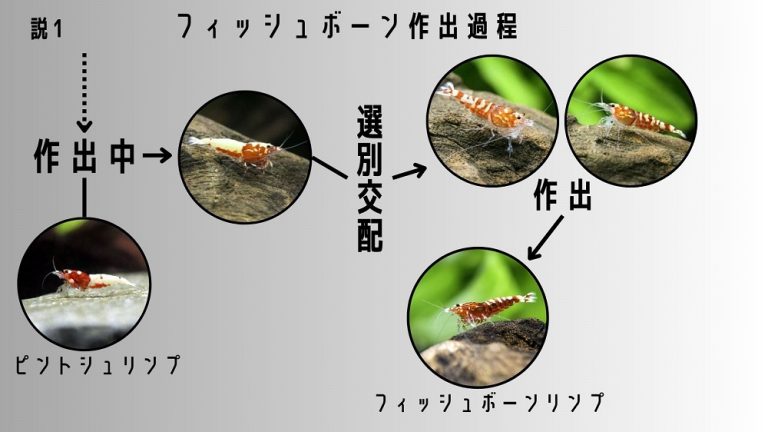 フィッシュボーン・シュリンプ | AQUALASSIC