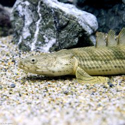 ミナミヌマエビ | AQUALASSIC