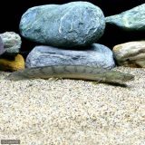 ポリプテルス・エンドリケリー | AQUALASSIC