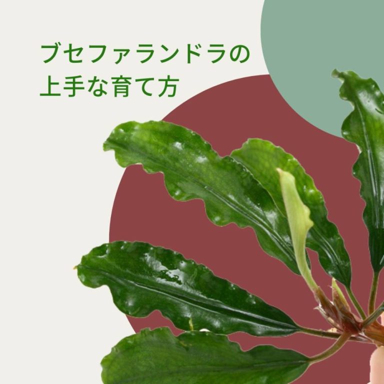 ゼロから解説！アヌビアスナナの育て方とコケ対策 | AQUALASSIC